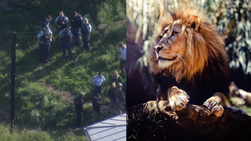 Five lions escape from Taronga Zoo enclosure - WYZA Five lions escape from Taronga Zoo enclosure - WYZA